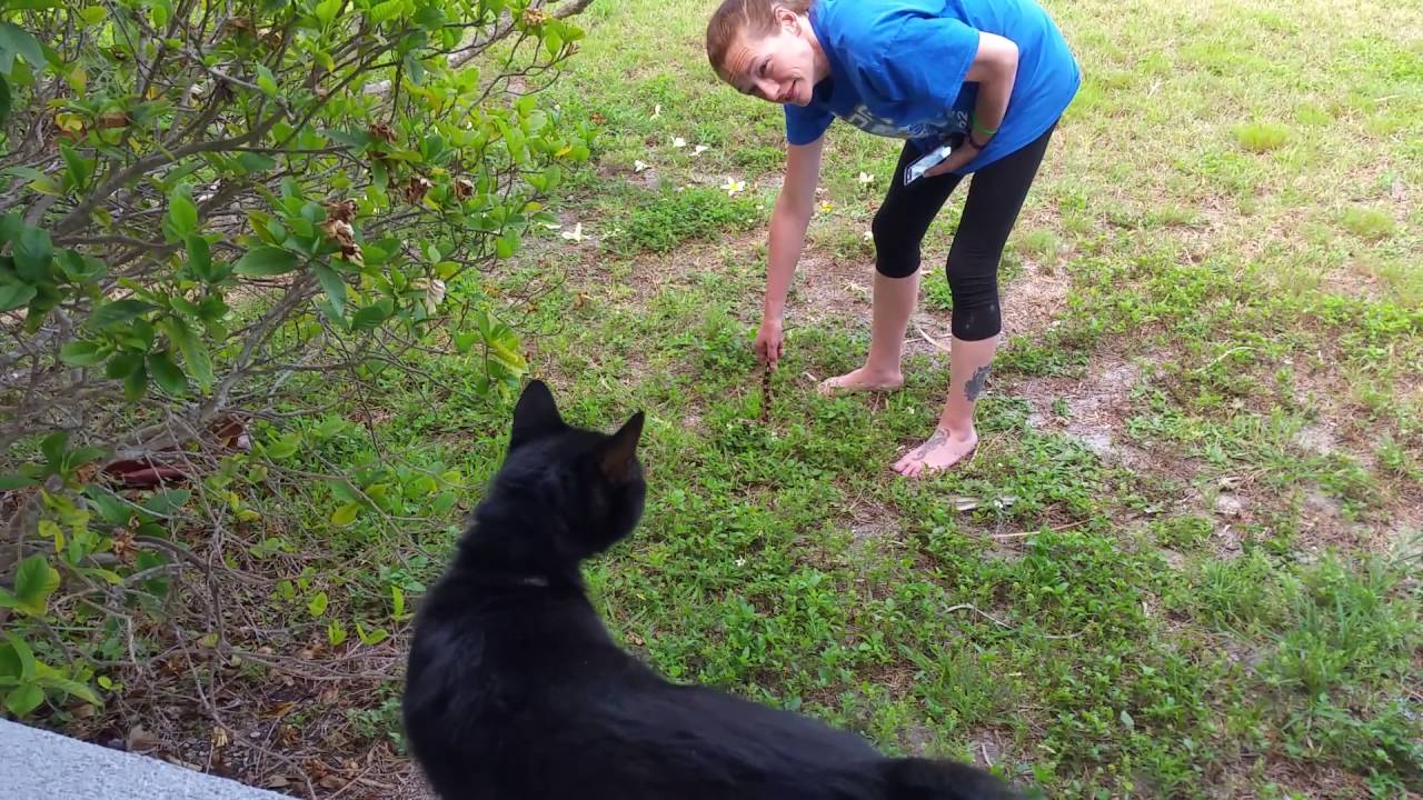 How to walk a snake - YouTube