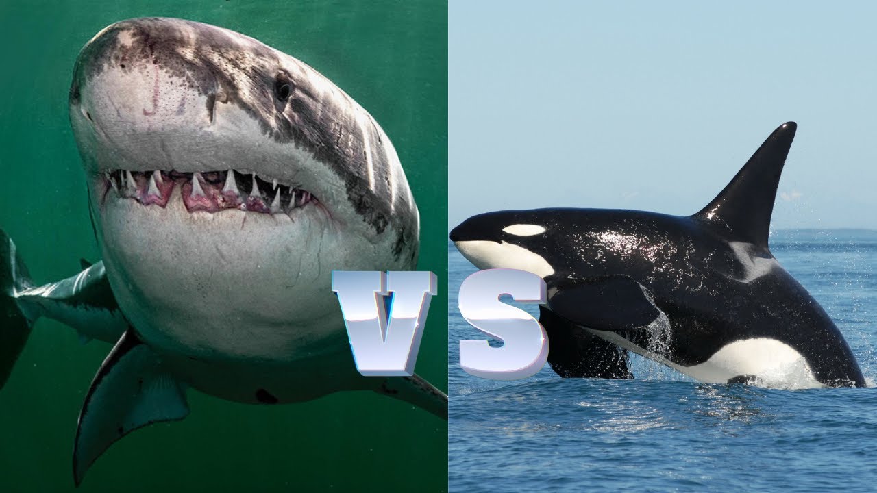 shark vs orca - YouTube