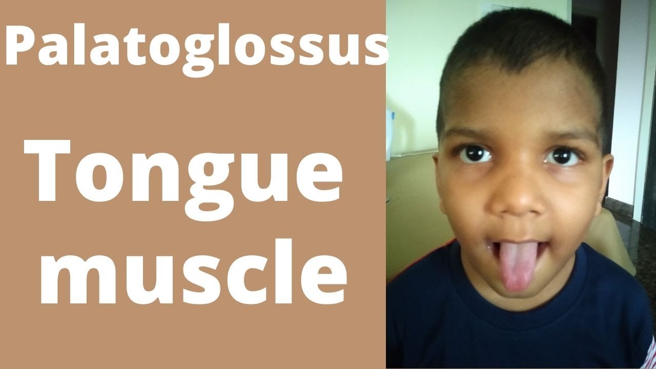 Palatoglossus | Muscles of Tongue | Muscles of Tongue and their actions ...