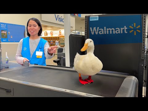 I took my duck to Walmart