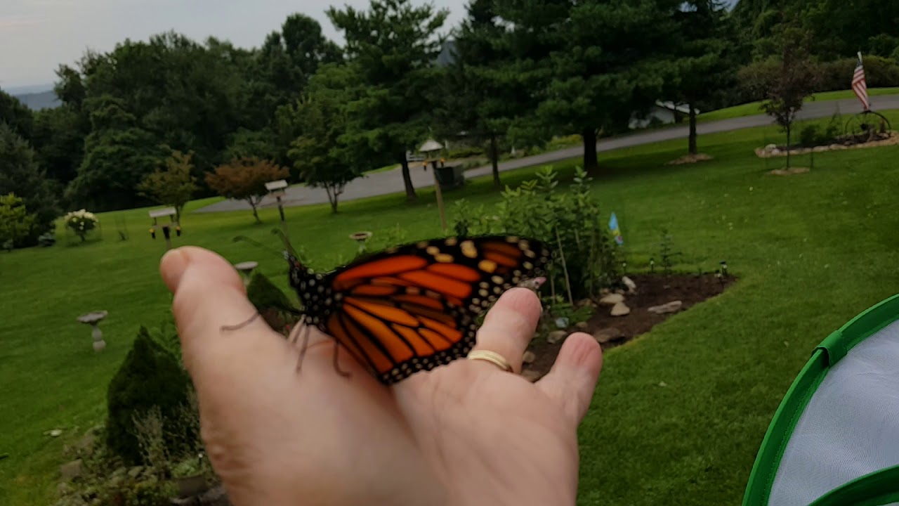 Monarch release - YouTube