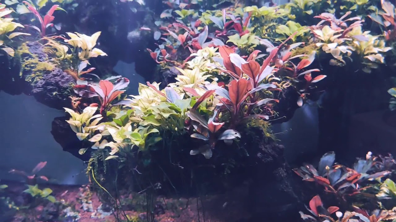 Bucephalandra aquarium tank - YouTube