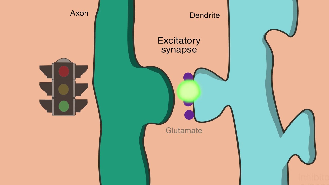 Synapse formation in the developing brain - YouTube