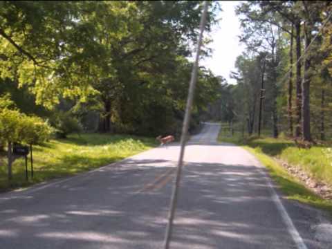 Crippled Deer Walking On 2 Legs Over The Road - YouTube