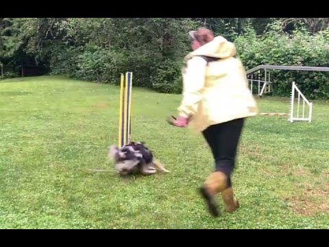 Part 2 Offside Weave Pole Entry Help - YouTube