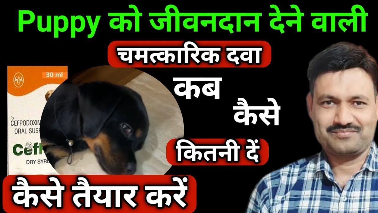 Cefpet for Dogs Dry Syrup / Cefpodoxime For dogs / cefpet dry syrup how ...