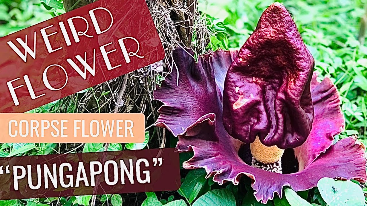 PUNGAPONG | ELEPHANT FOOT YAM | CORPSE FLOWER - YouTube