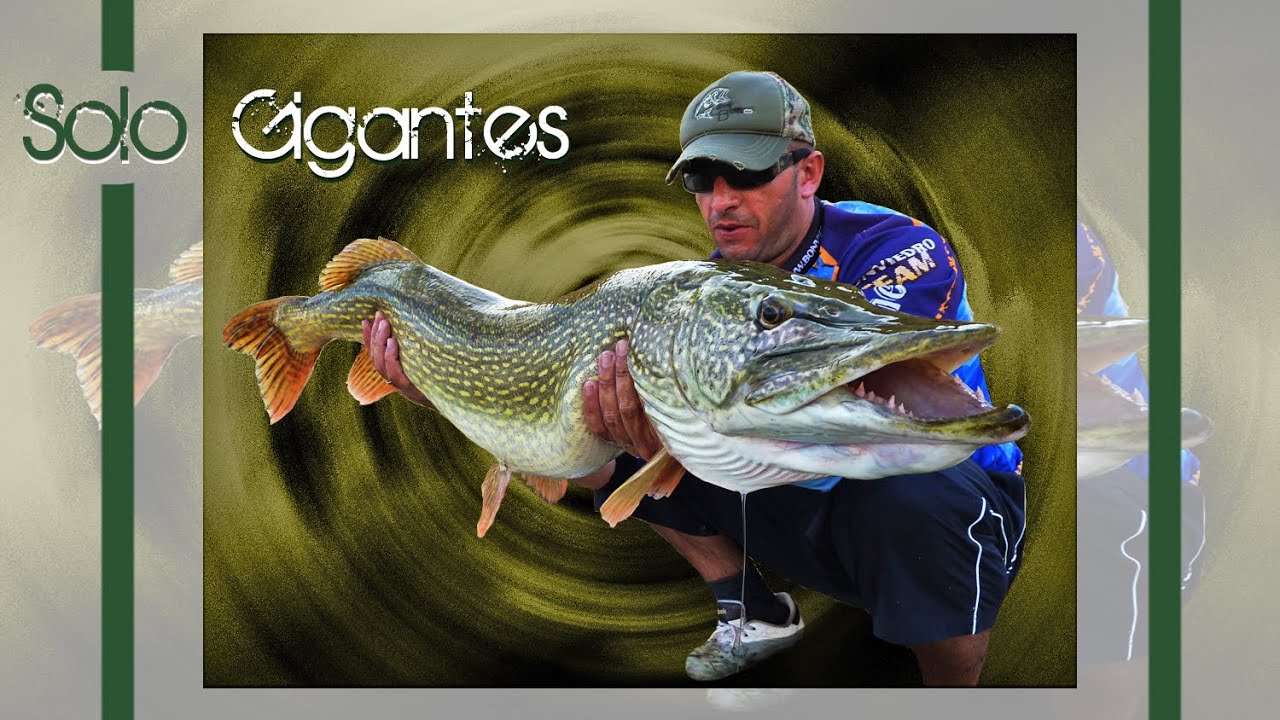 🎣 Como PESCAR PECES GRANDES ¡Los + 🐋! - YouTube