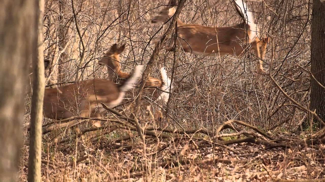 A Coyote Hunting Deer in Ojibway Prairie, Windsor, Ontario - YouTube