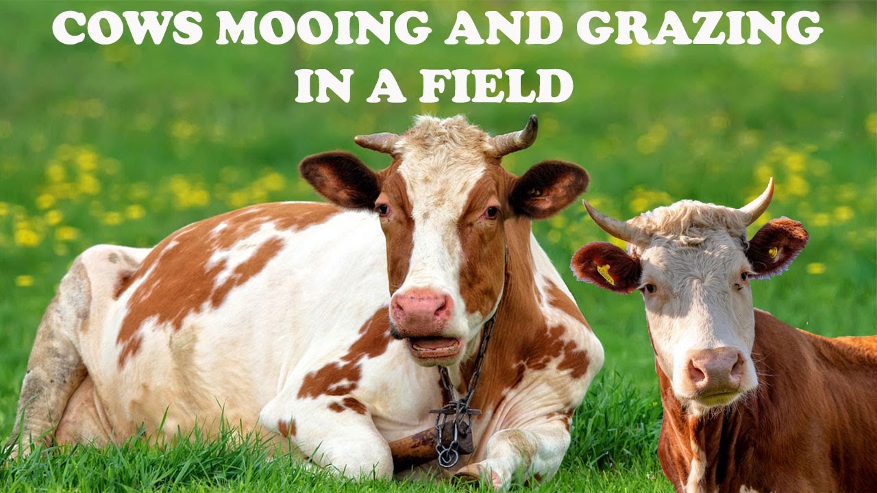 COW VIDEO 🐮🐄 COWS MOOING AND GRAZING IN A FIELD |Cow Videos for Funny ...