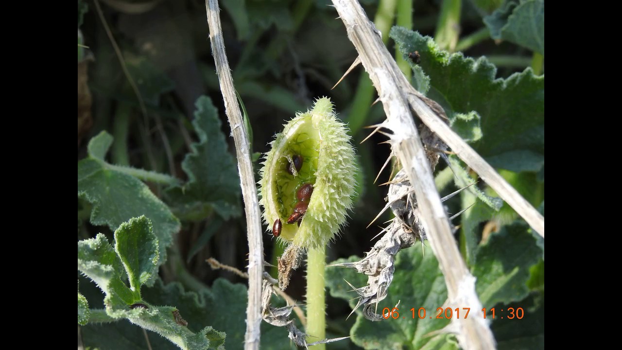 Ecballium elaterium, also called the squirting cucumber or exploding ...