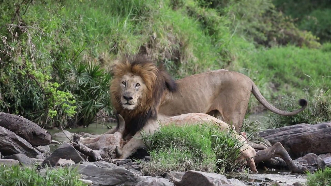Male Lion Hauling Away Carcass- Masai Mara - YouTube
