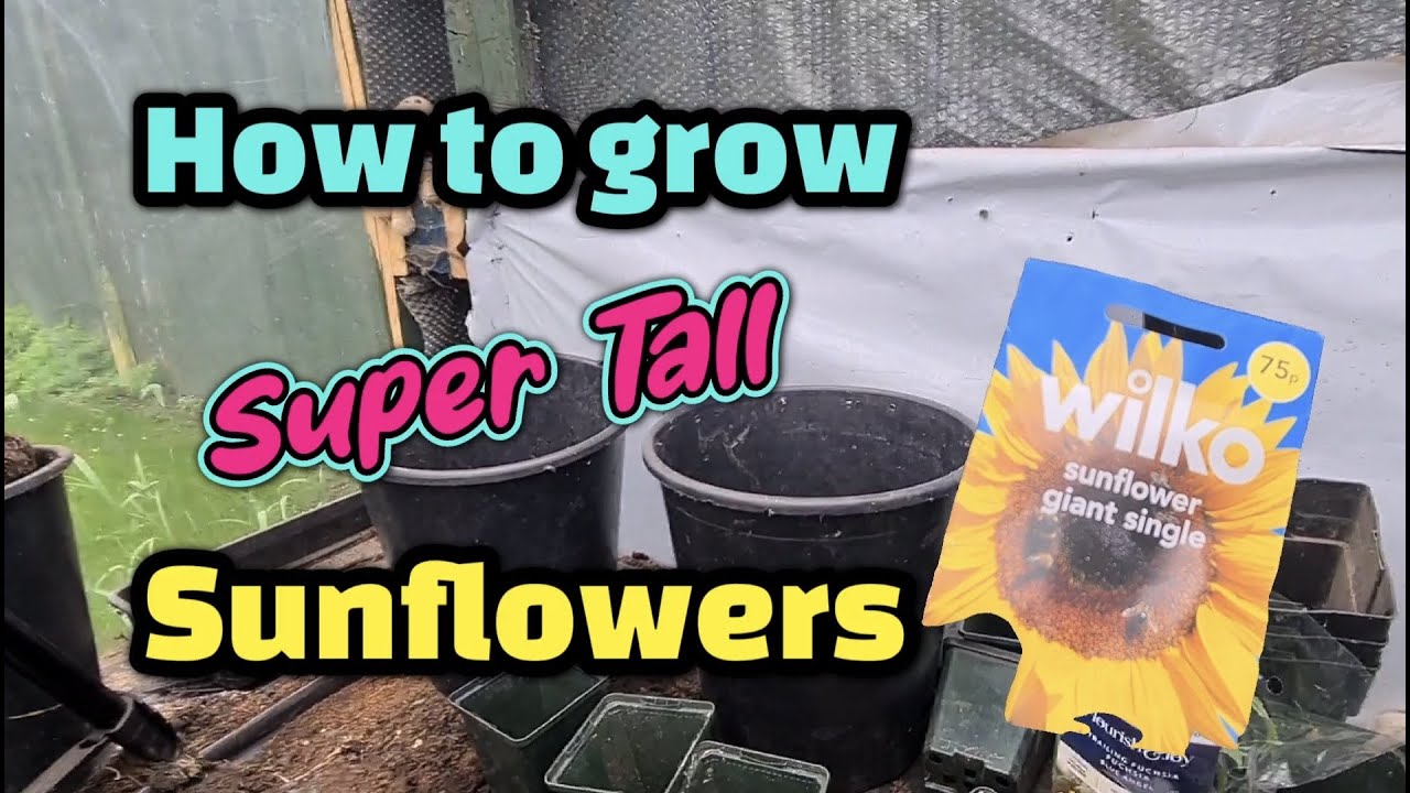 How to grow super tall sunflowers part 1 - YouTube