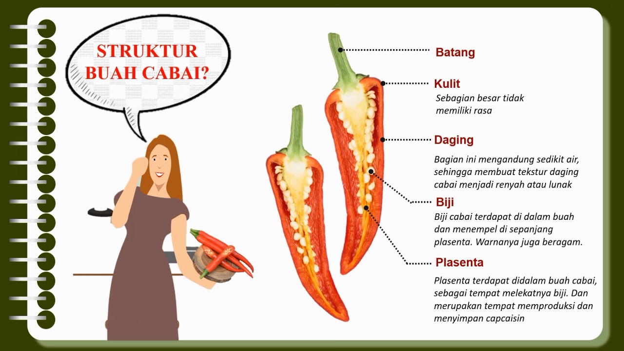VIDEO PEMBAHASAN CABAI - YouTube
