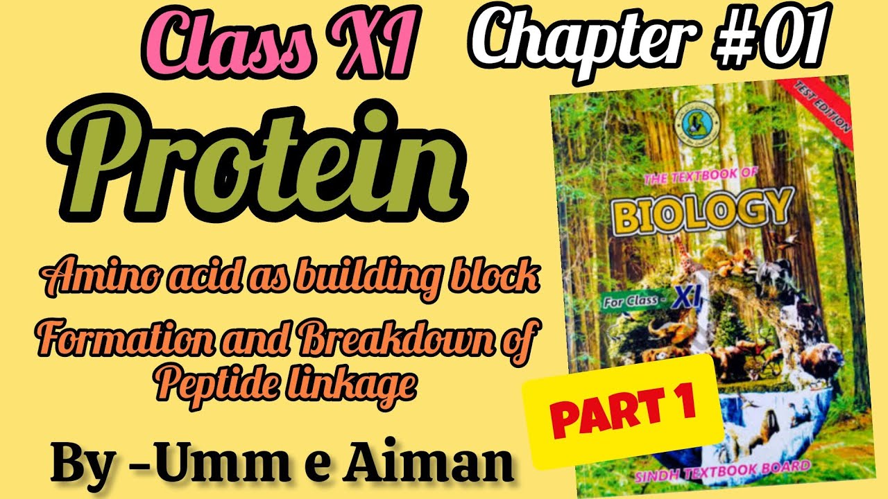 1.4 Protein -Class 11 Biology -Chap#01 -Biological Molecules -Sindh board- Part 1|By- Umm e ...