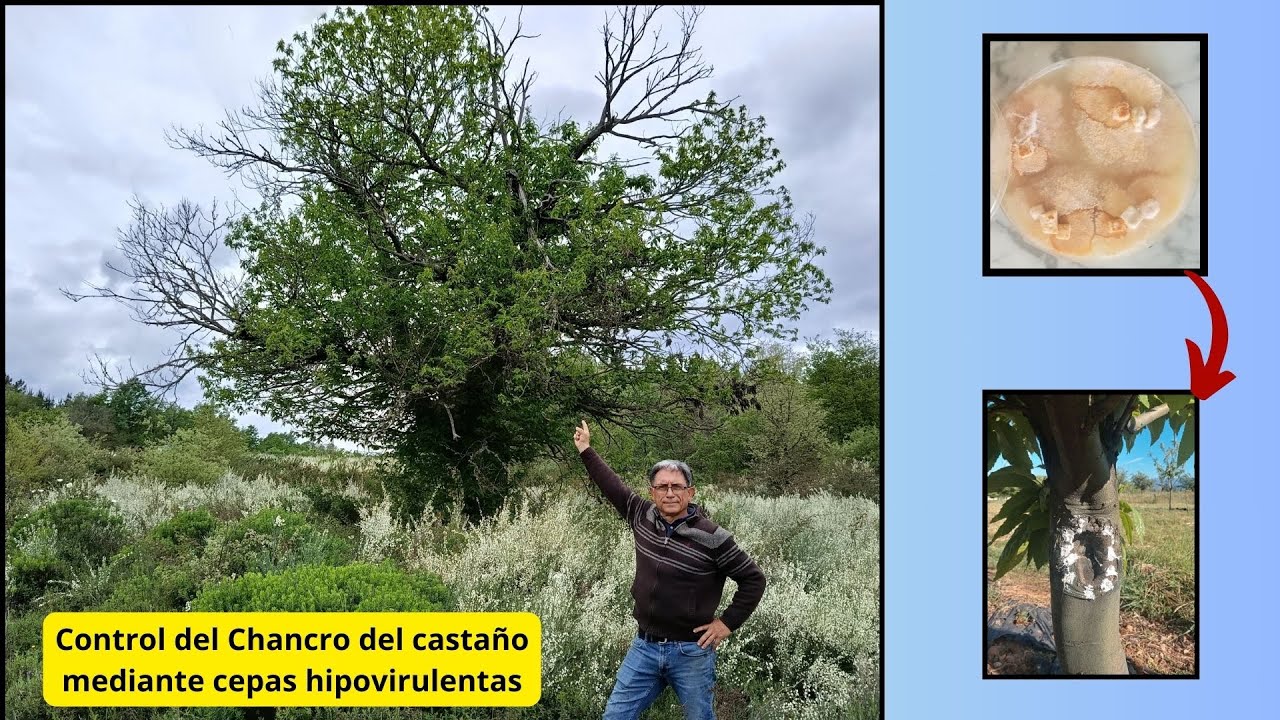 Control del Chancro del Castaño mediante Cepas Hipovirulentas de ...