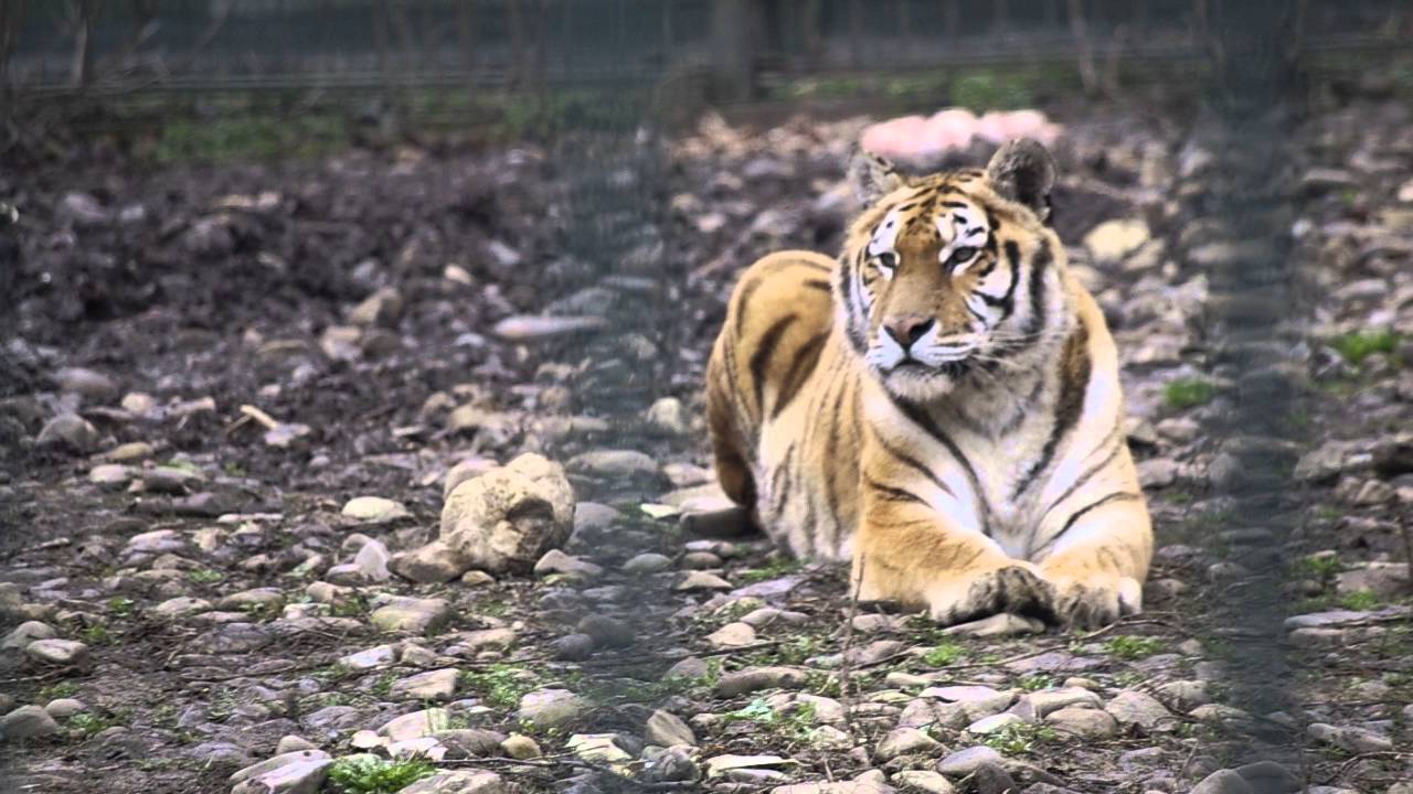 Tigri la Zoo Radauti - YouTube