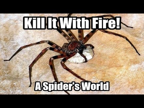 Kill It With Fire! A Spider's World | Documentary - YouTube