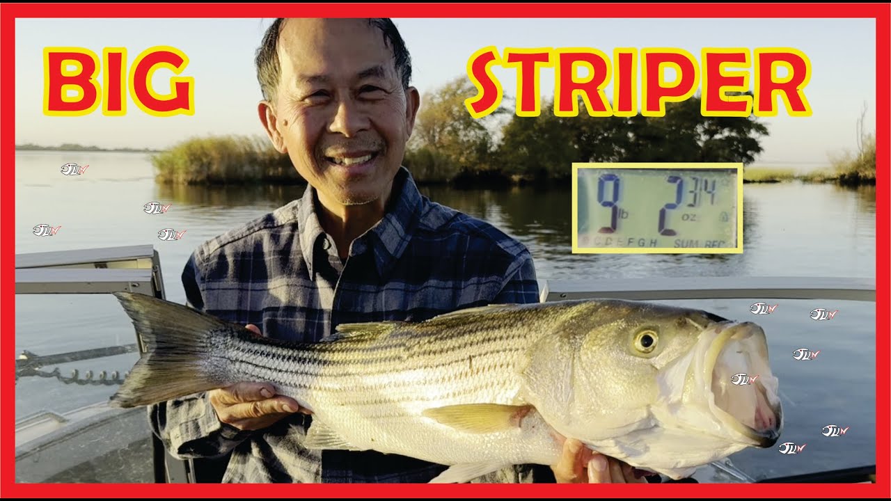 STRIPER FISHING Sacramento River CA Delta | Fall Run - YouTube