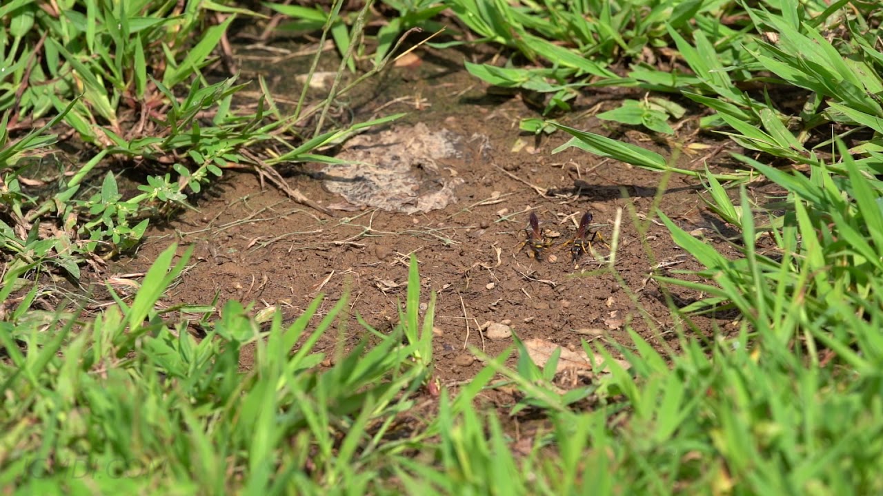 Demo Reel - Mud Wasps HD and 4K V25091 - YouTube