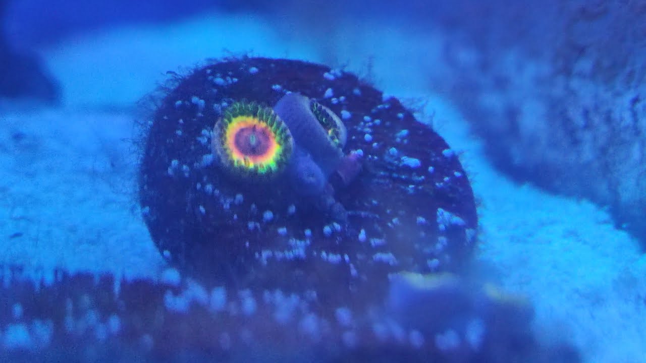 2 GALLON SALTWATER TANK WITH EXPENSIVE ZOAS - YouTube