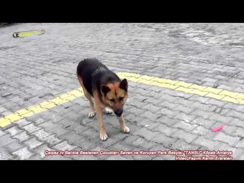 Çelpez.tv Balıkla Beslenen Çocukları Seven ve Koruyan Park Bekçisi \