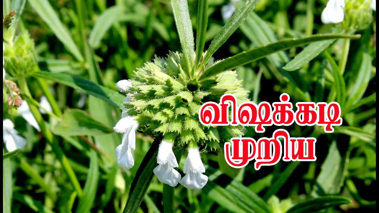 விஷக்கடிக்கு மந்திரம் இல்லை தந்திரம் | visakadi medicine in tamil ...