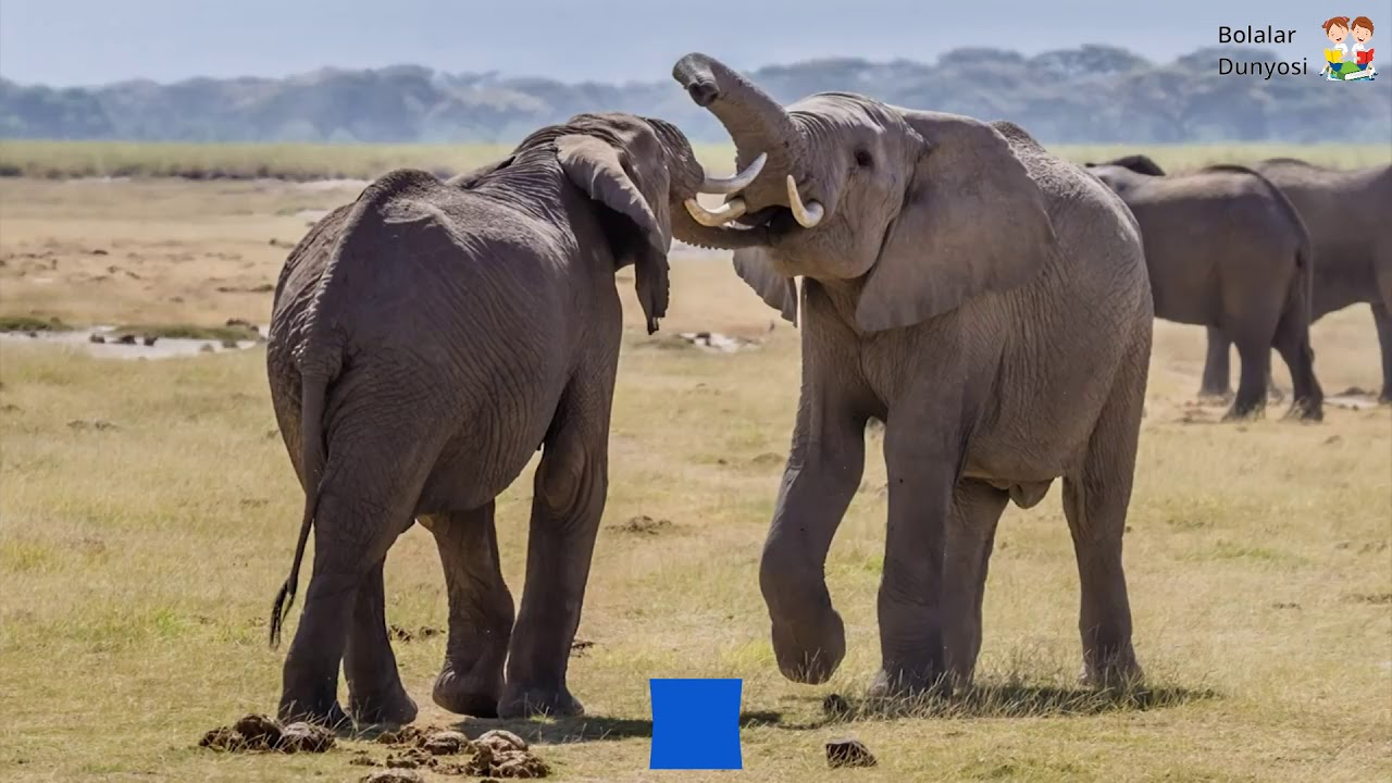 Bolalar uchun yovvoyi hayvonlar. Bolalar va kichkintoylar uchun o'quv ...