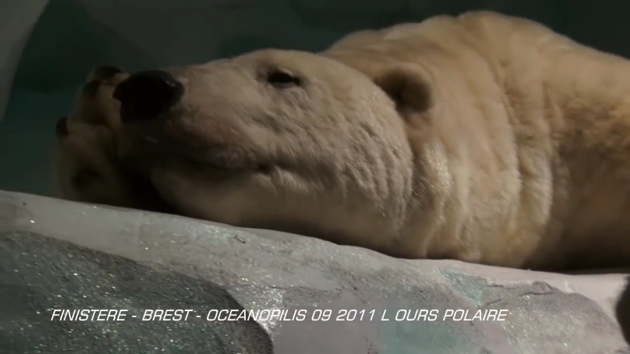 FINISTERE - BREST - OCEANOPOLIS 09 2011 L OURS POLAIRE - YouTube