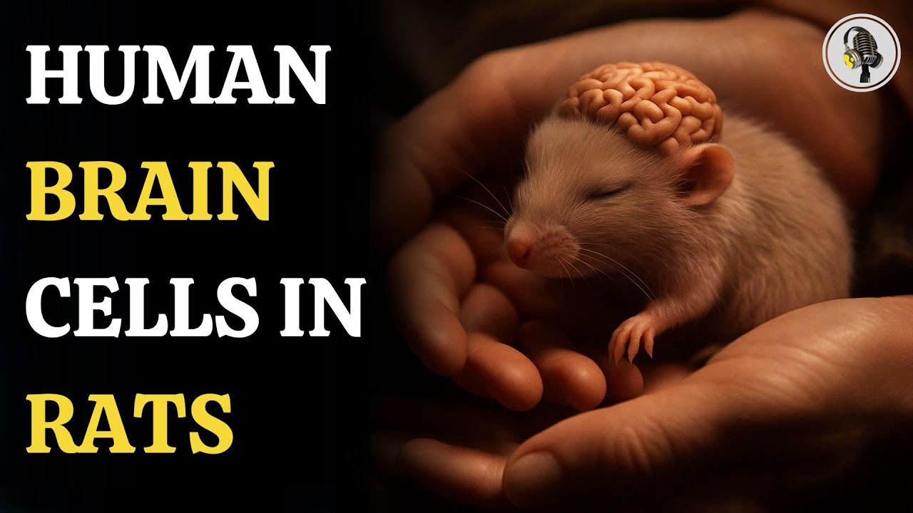 Scientists Grow Human Brain Cells in Rats | WION Podcast - YouTube