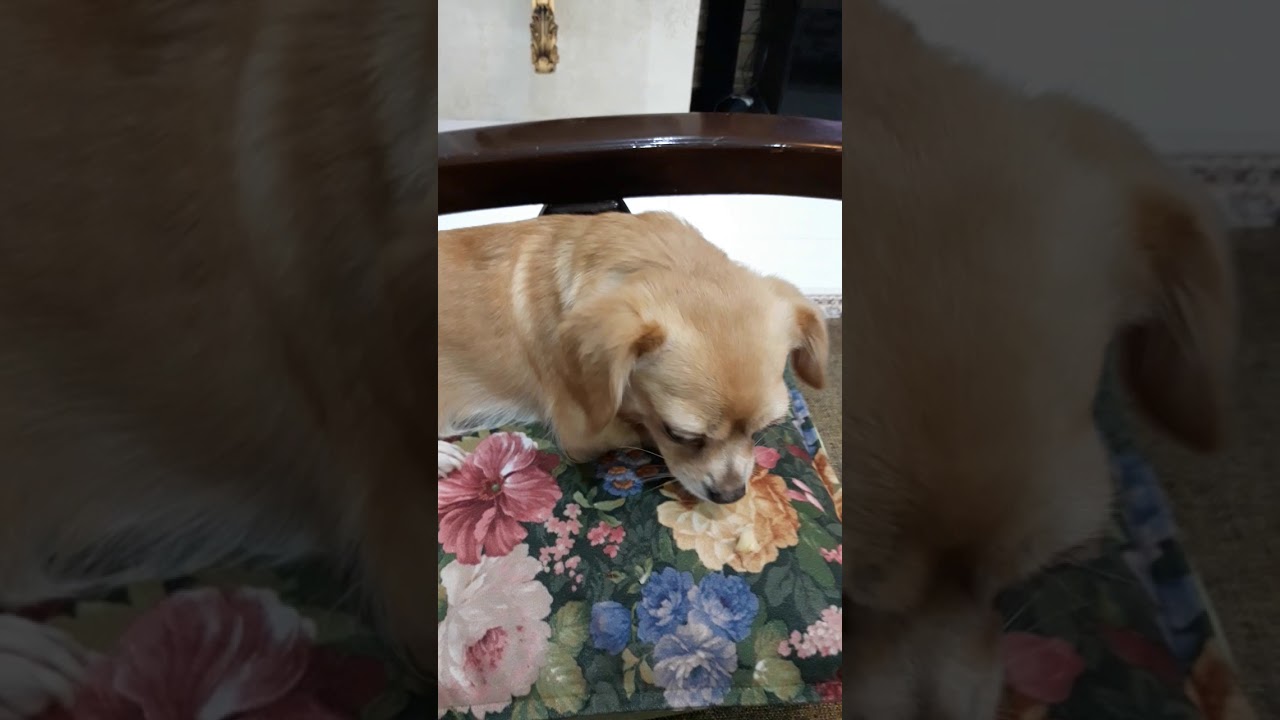 #Dog#Shivava#شیواوا#سگ - YouTube