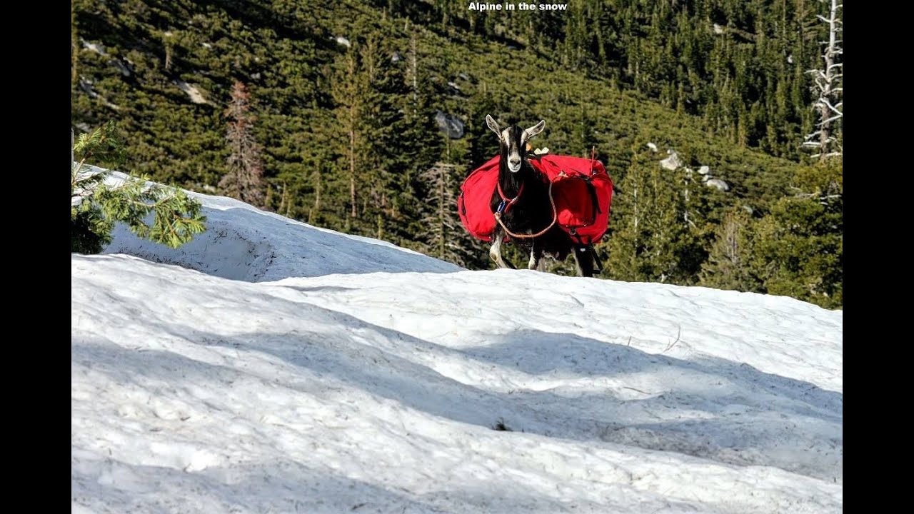Fishing Trinity Alps. wilderness - YouTube
