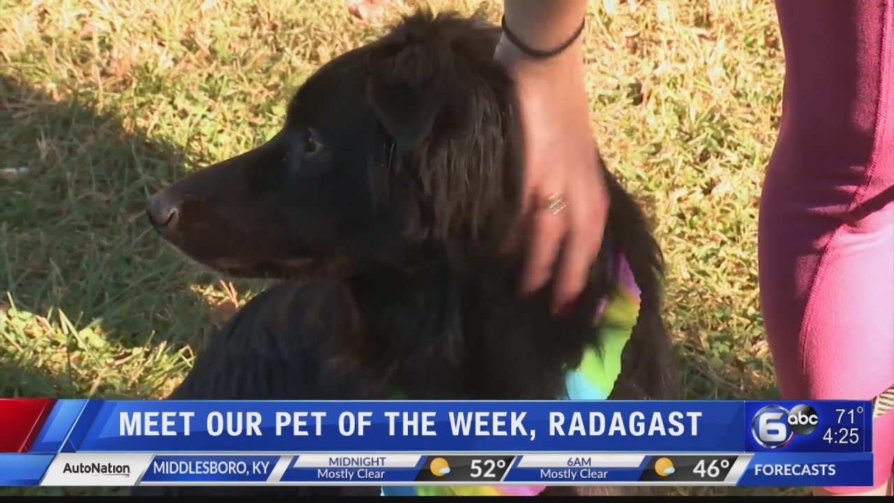 Meet our pet of the week, Radagast - YouTube