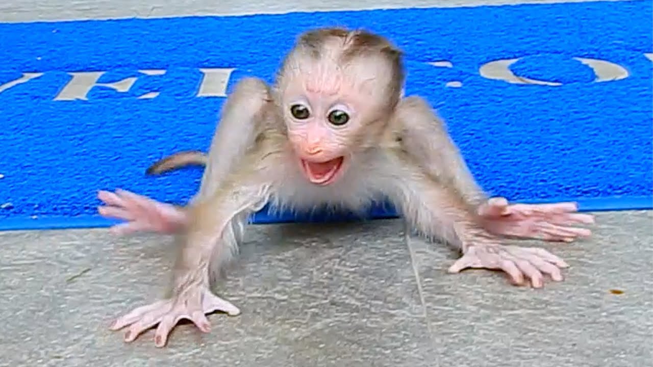 Oops adorable baby monkey angry dad put her to walk on floor - YouTube
