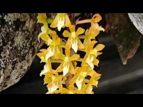 JUAL MALEOLA BALIENSIS 35 RIBU RAWATAN || 0895 2379 3309 || TULUNGAGUNG ...