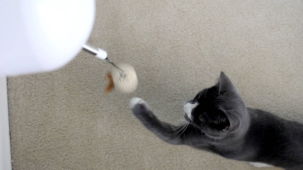 PetSafe Whimsy Cat Toy - YouTube