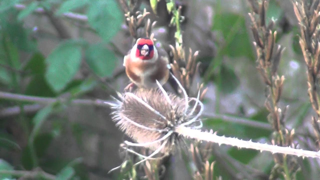 Putter / Distelvink / Goldfinch op kaardedistel / on teasel - YouTube