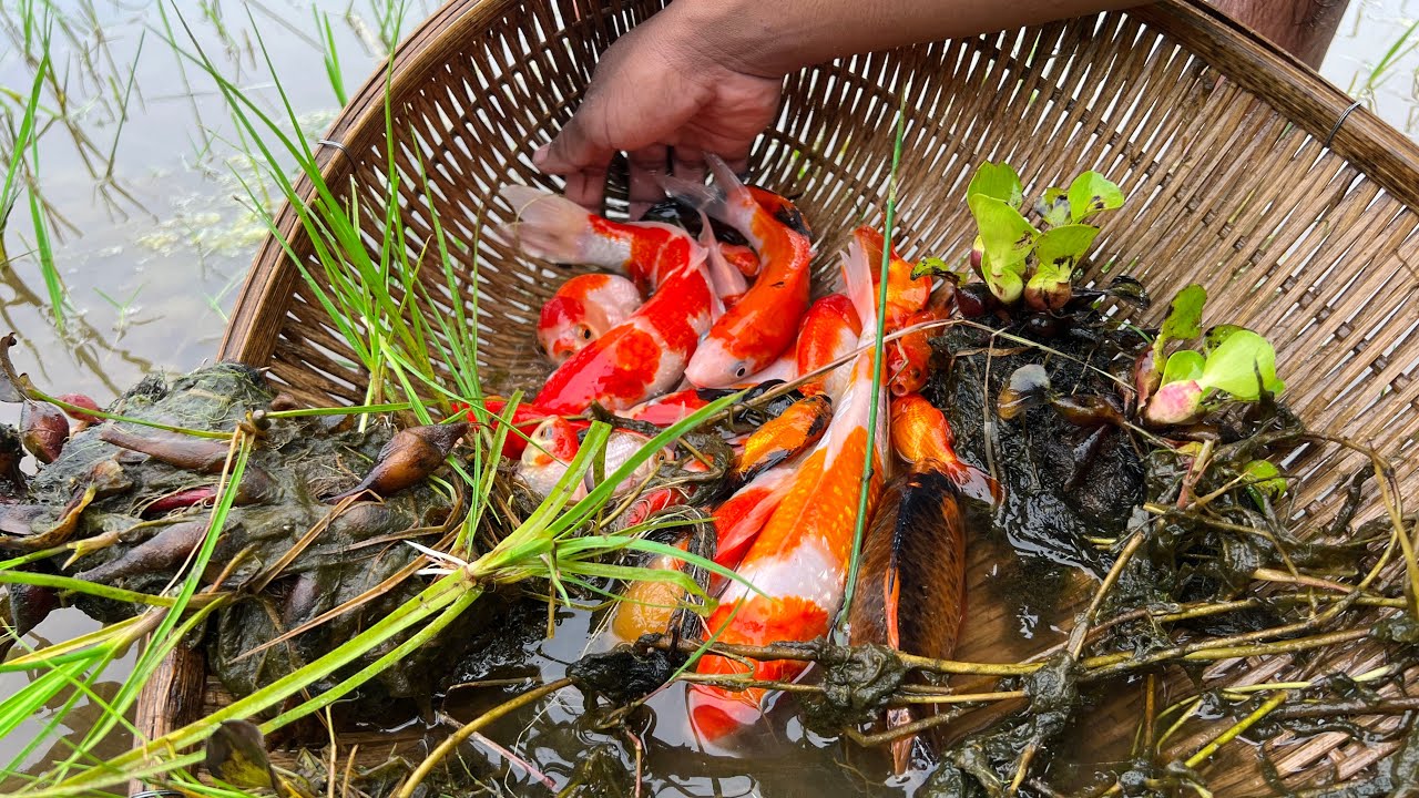 Wow Very Amazing Fishing Super Beautiful KOI Fish And Golden Fish In ...