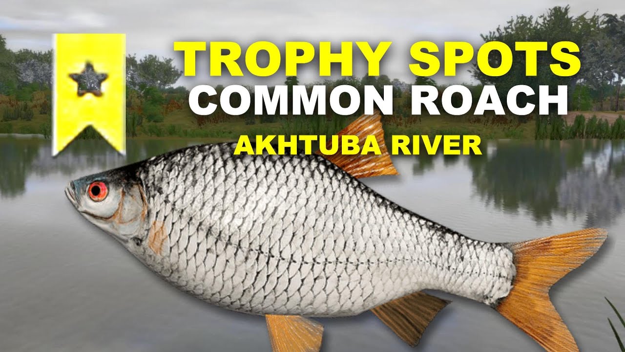 Russian Fishing 4 TROPHY COMMON ROACH Spots Akhtuba River - YouTube