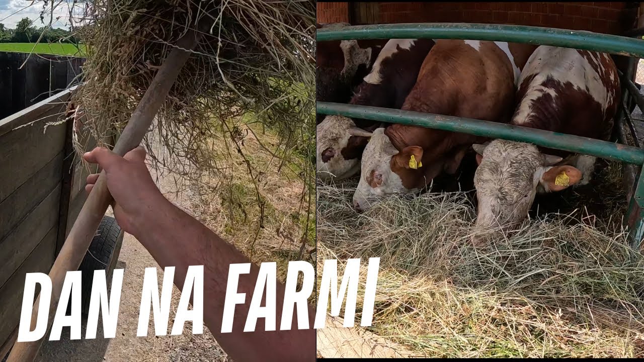 DAN NA FARMI - SKUPLJAMO SIJENO - HRANIMO BIKOVE- BIKOVI - FARMA BIKOVA ...