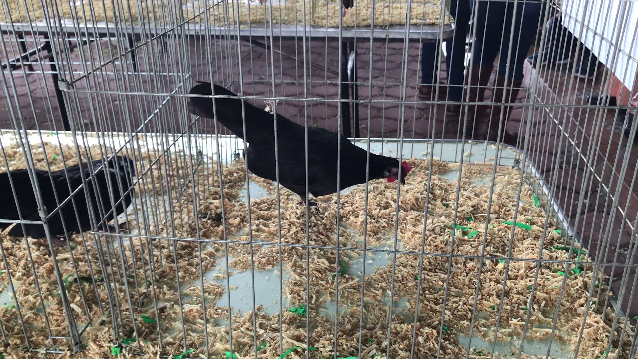 gallina negra || kikiriki || aves miniatura || azteca || Expo "yekas ...