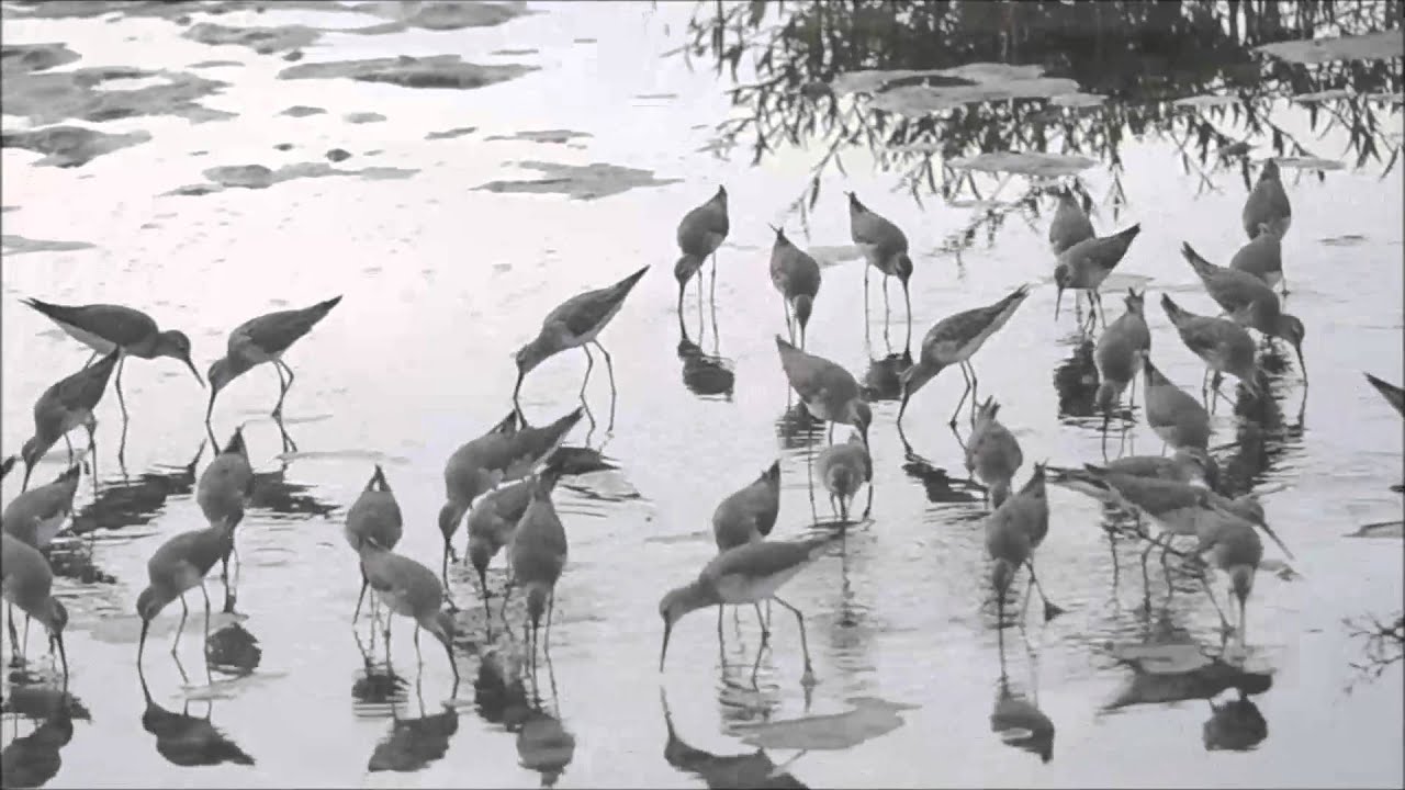Shorebirds Feeding - YouTube