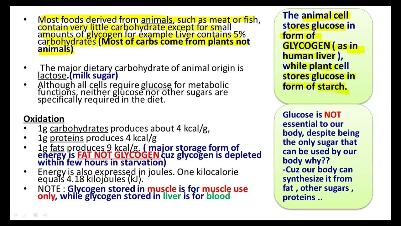GIT Biochemistry - L1 - Major types of nutrients and digestion - Mutah ...