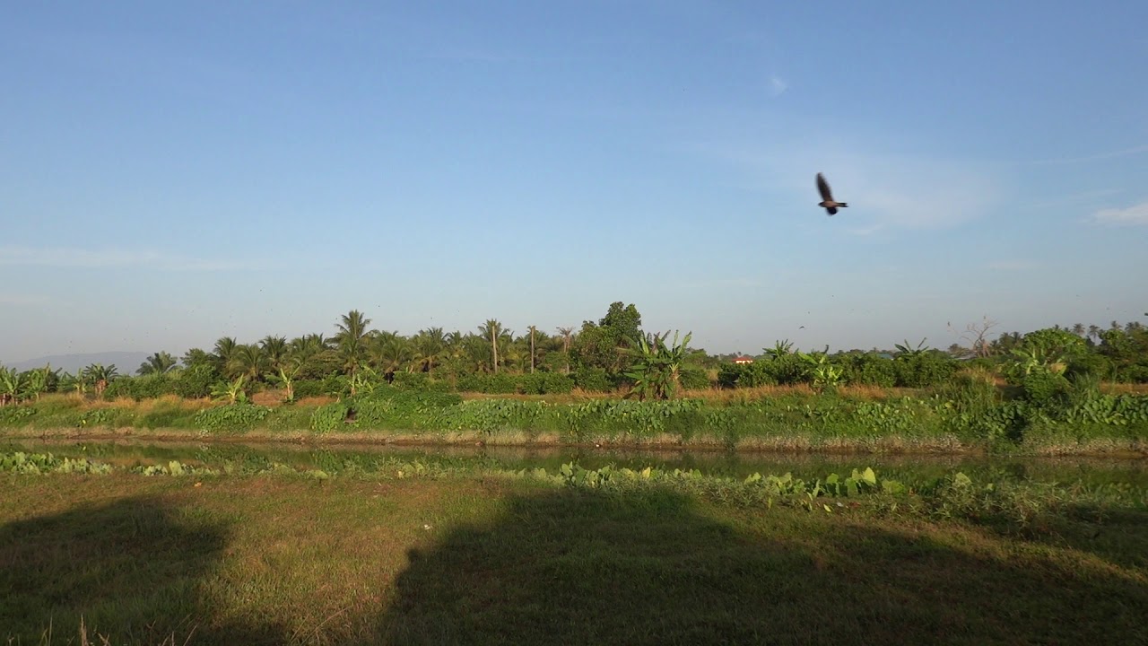 Burung Layang2 - YouTube