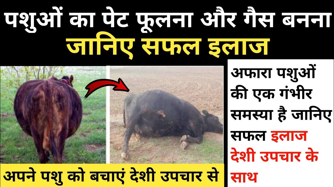 पशुओं का पेट फूलना और गैस का बनना | afara rog kya hai | bloat in cow ...