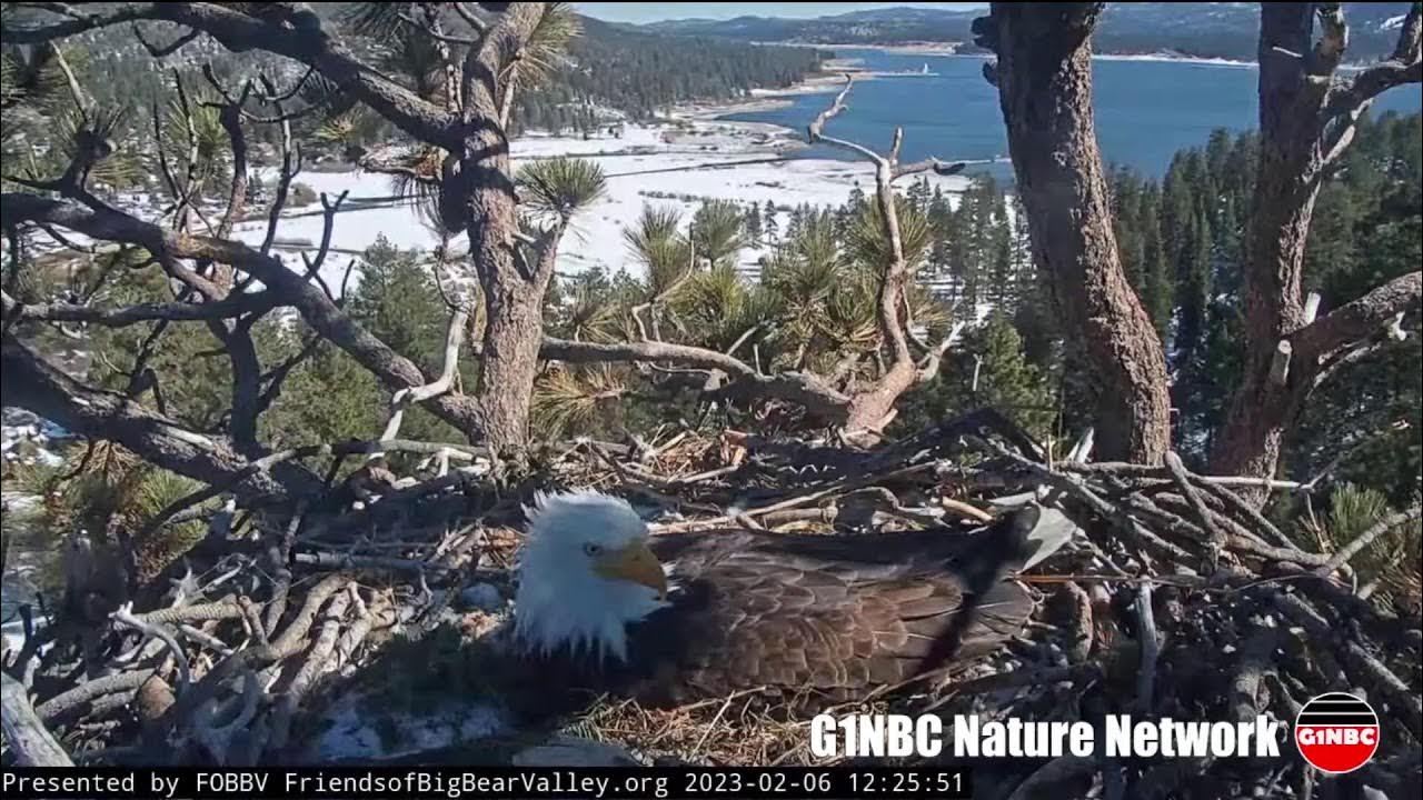 G1NBC Nature Network Big Bear Bald Eagle Live Nest - Cam 1 - YouTube