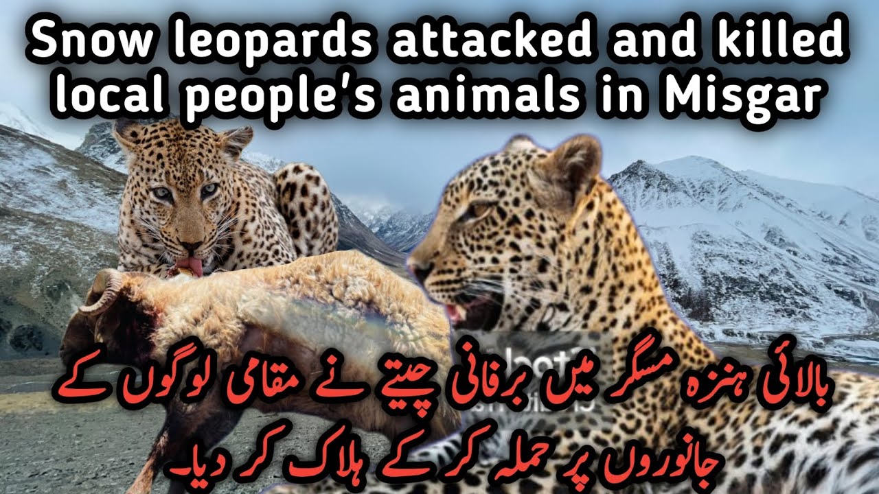 Snow leopards hit local people's animals upper Hunza Misgar. #video # ...