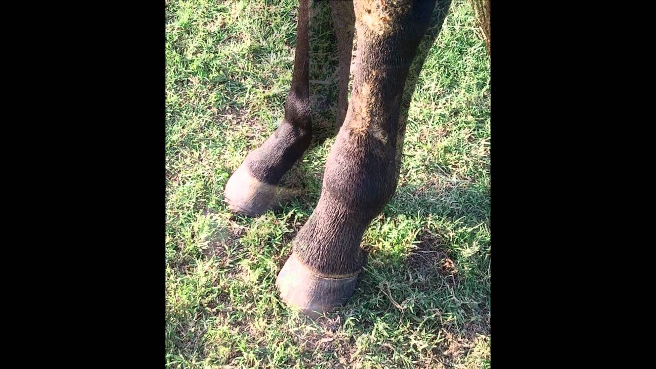 My Horse's Cellulitis - YouTube