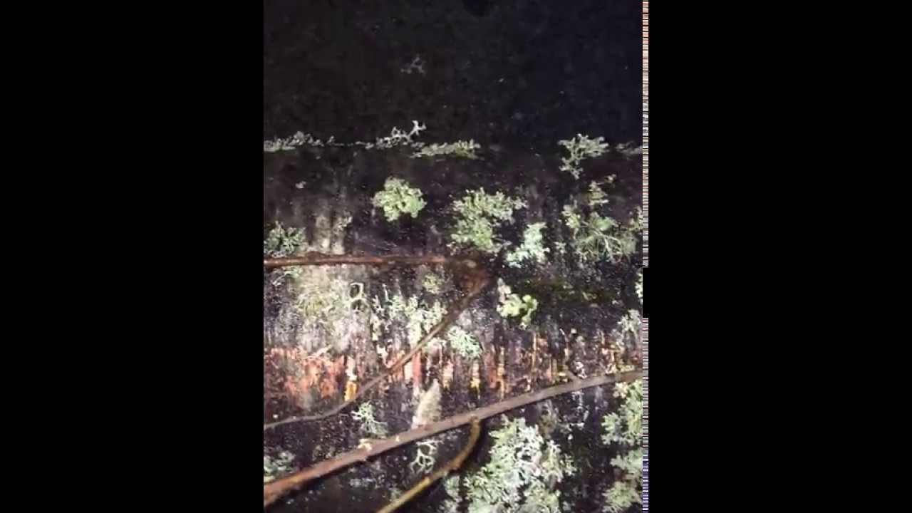 Cherry Splitting - YouTube