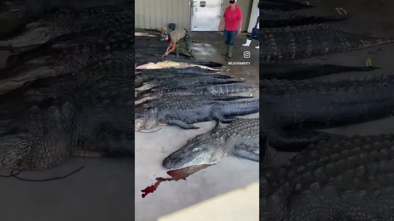 Black Rambo on swamp people feb 2nd History channel - YouTube